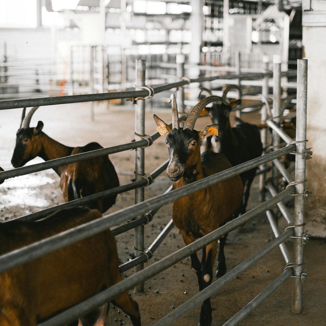 Les étapes incontournables pour un lait cru de qualité - Fédération des ...